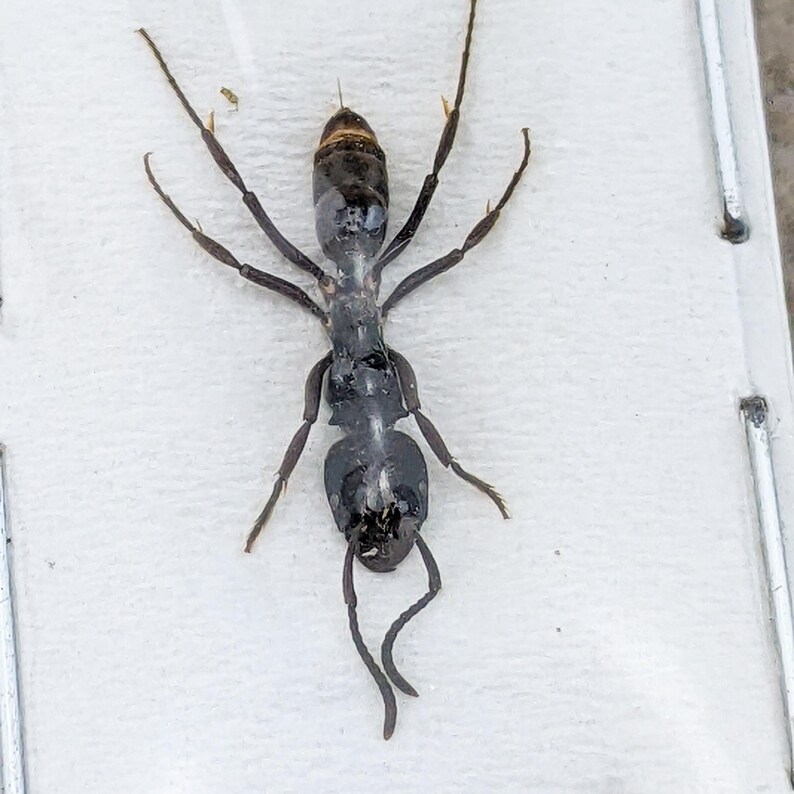 Ant Pair Formicidae (2) Specimens Craft Oddities Curiosities Entomology ...