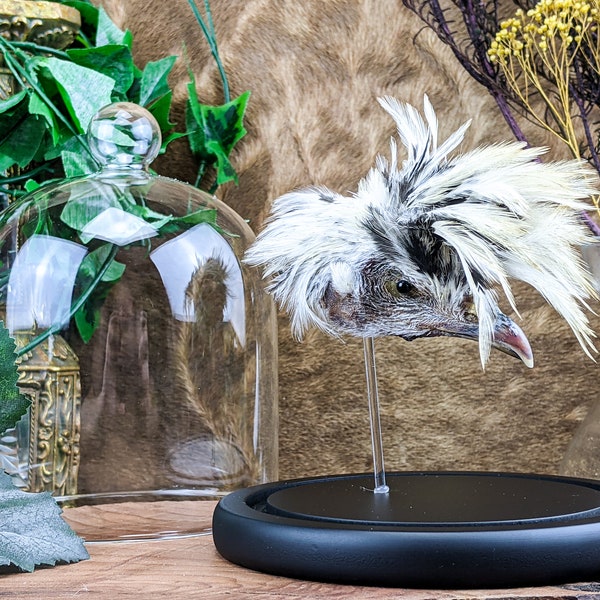 Chicken Head - Etsy