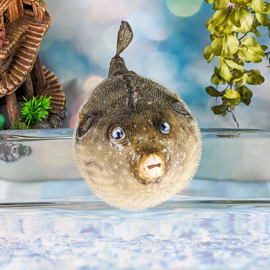 Parrot Puffer Fish 8 1/2" Specimen Taxidermy Oddity Collectible ...