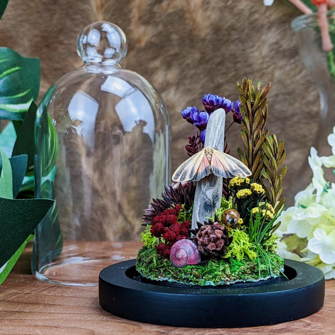 Painted Lichen Moth Glass Dome Display Oddity Curiosity Collectible ...