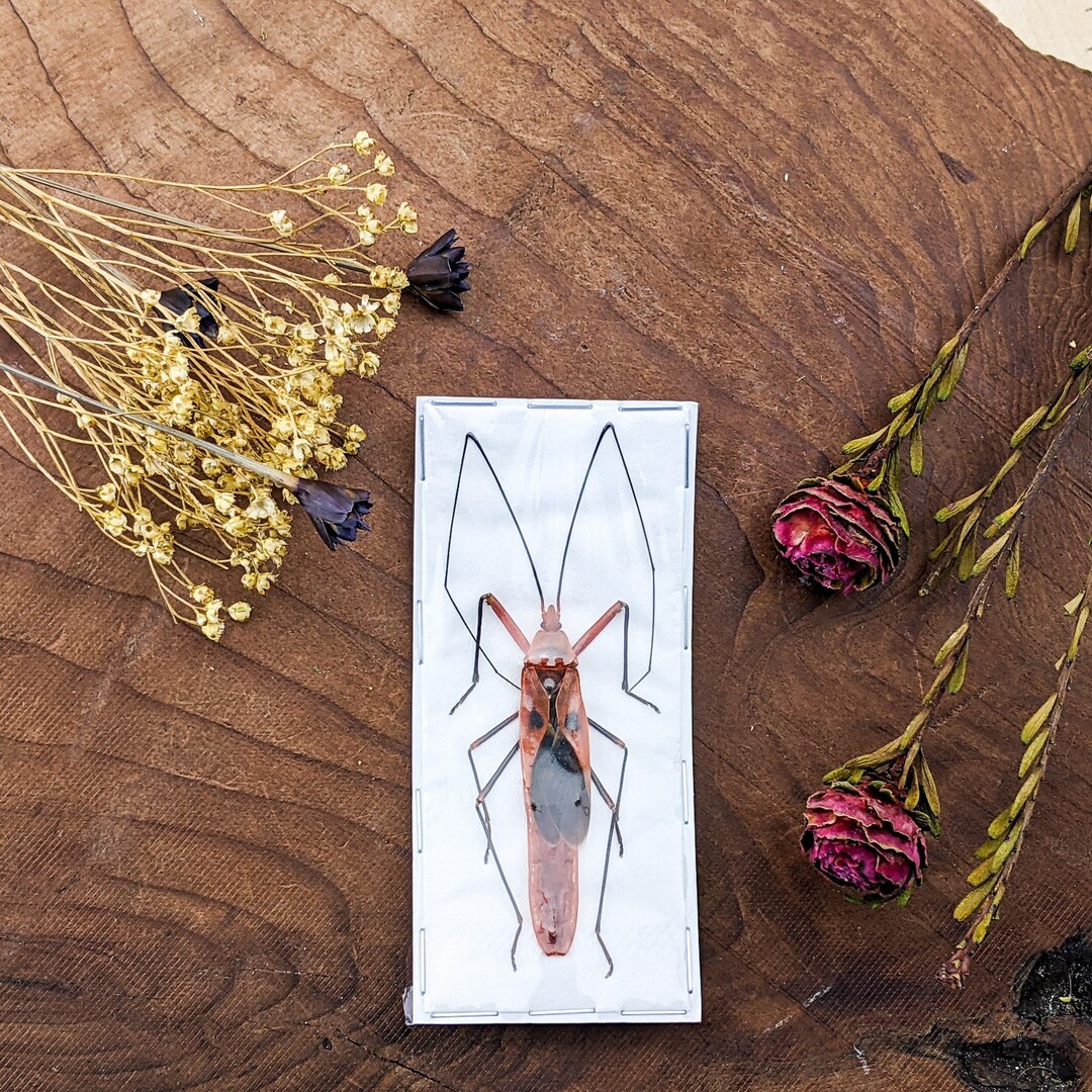 Screaming Face Beetle Insects Entomology Taxidermy Oddities Curiosities ...