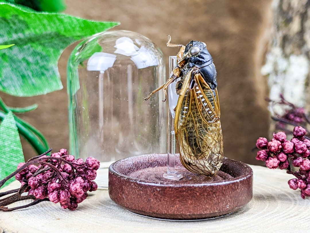 Cicada Glass Dome Display Taxidermy Entomology Insect Bug Locust ...