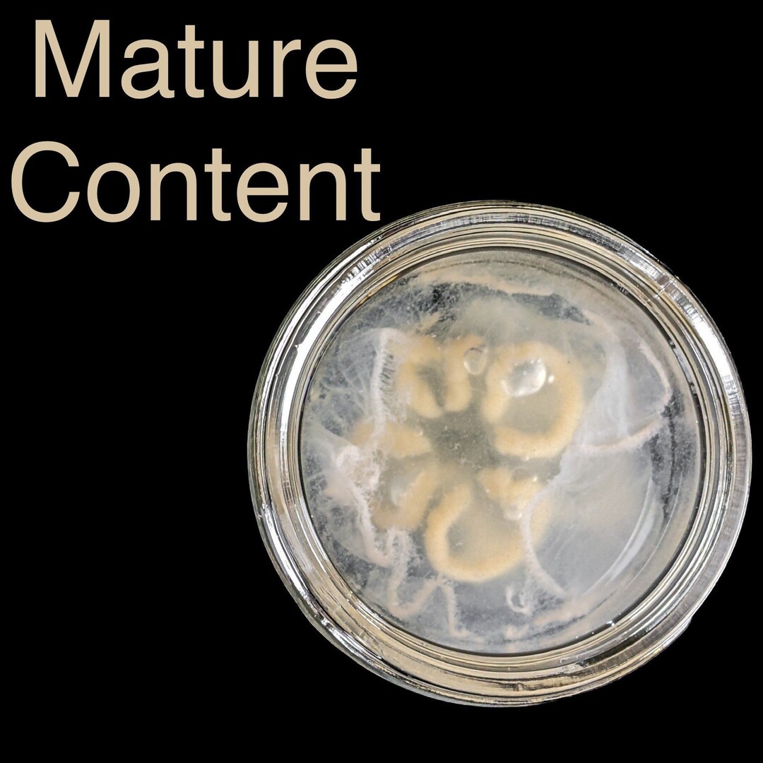 Jellyfish Wet Specimen Oddities Curiosities Nautical Glass Jar ...