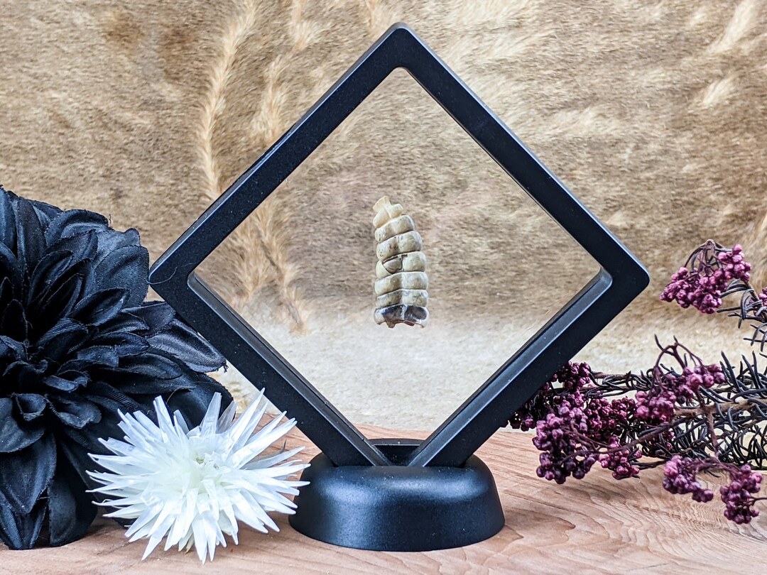 Western Rattlesnake Snake Tail 7-8 Button Taxidermy It Rattles Oddities ...