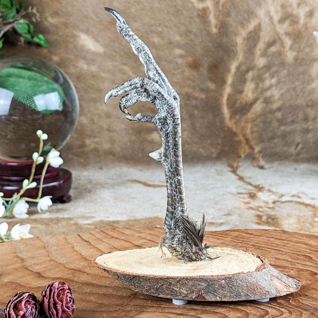 Pheasant Foot Claw Finger Flipping the Bird Taxidermy Oddities ...