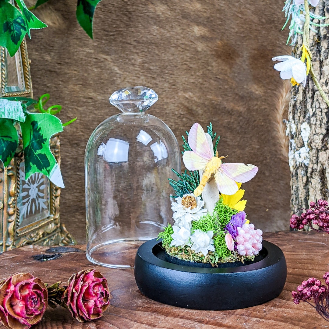 Rosy Maple Moth Spread Glass Dome Display Entomology Taxidermy ...