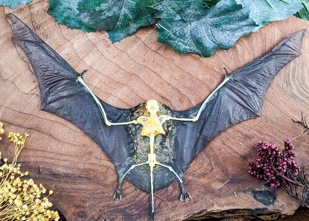 H42c 1/2 Skeleton 1/2 Bat Real Otomop Formosus Bat Taxidermy Specimen ...