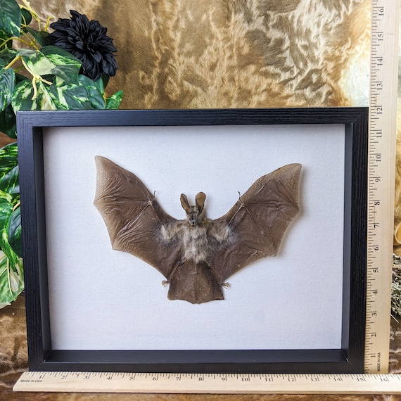 Home Décor Taxidermy Mummified Bat Taxidermy Bat Real Fruit Bat ...