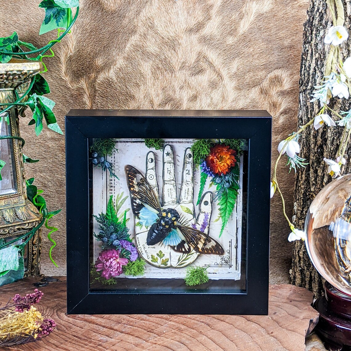 Tosena Splendida Cicada Shadowbox Display Entomology Taxidermy Oddity ...