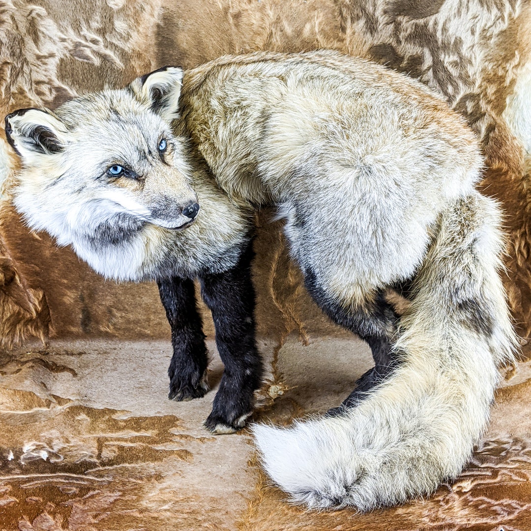 Pearl Ranch Fox Mount Display Taxidermy Oddities Curiosities ...