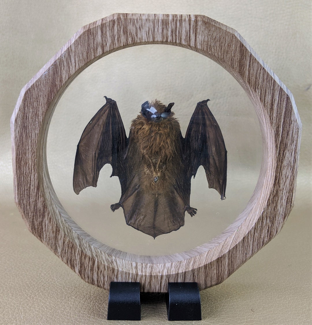 Z25A Real Greater Bamboo Bat Floating Display Taxidermy Oddities ...