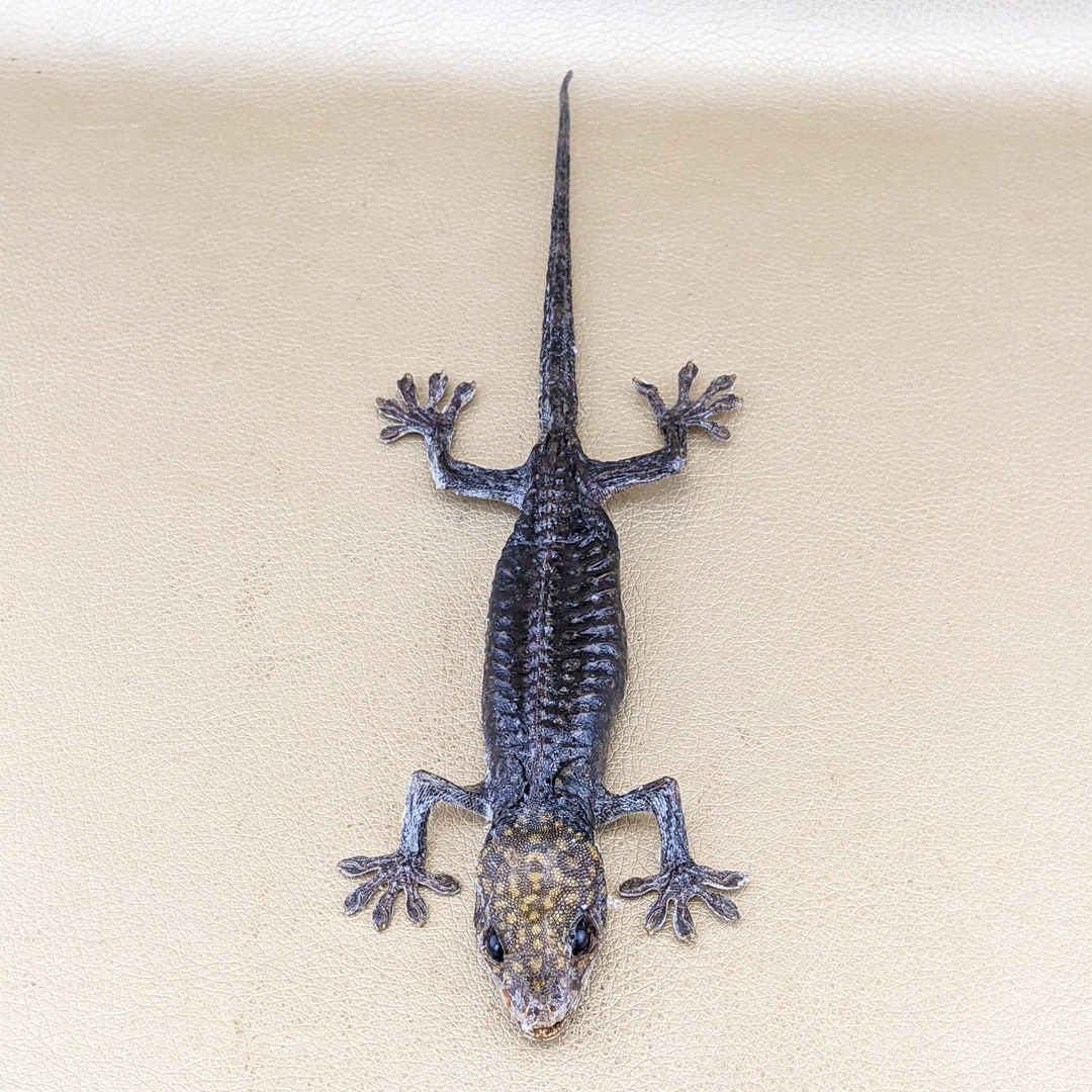 Tokay Gecko Lizard Taxidermy Oddities Curiosities Educational Gekko ...