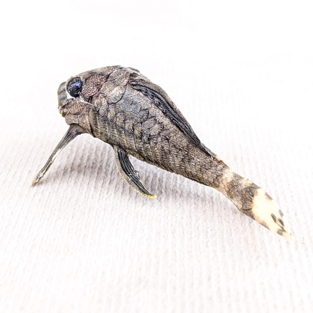 Suckermouth Pleco Fish Specimen Taxidermy Oddity Collectible ...