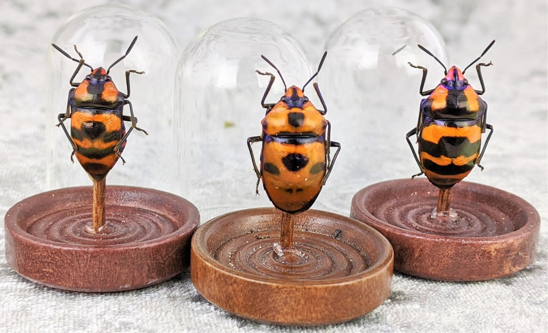 Black & Red Shield Back Bug Preserved Insect Bug Collector Nature ...