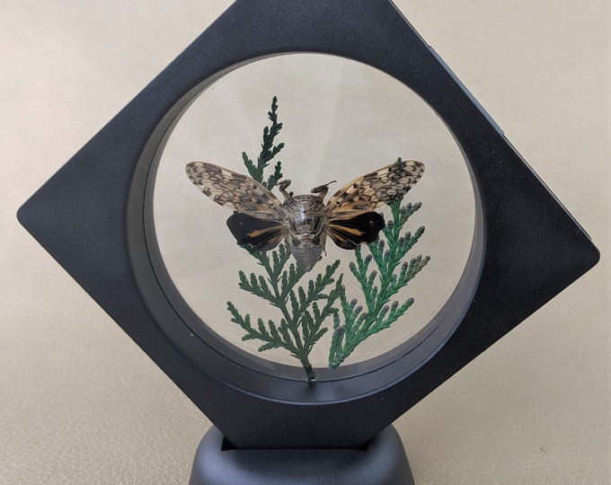 W39b Entomology Taxidermy Glass Dome Display Locust Cicada Curiosities ...