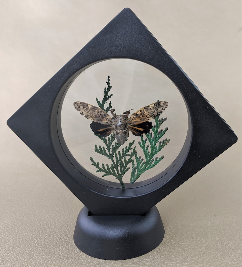 W39b Entomology Taxidermy Glass Dome Display Locust Cicada | Etsy
