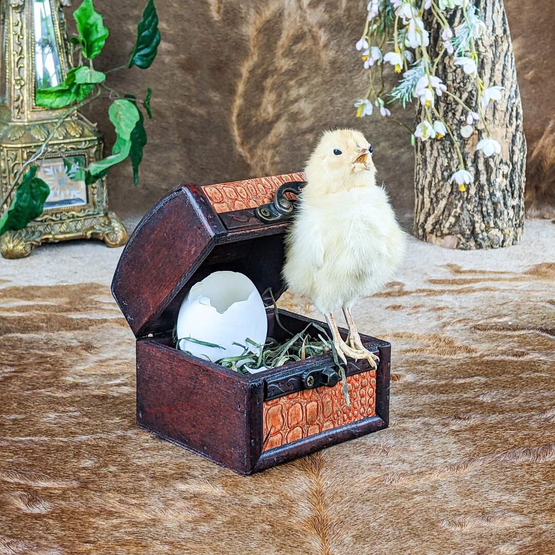 Chicken Chick With Egg & Trunk Chest Taxidermy Oddities Curiosities ...