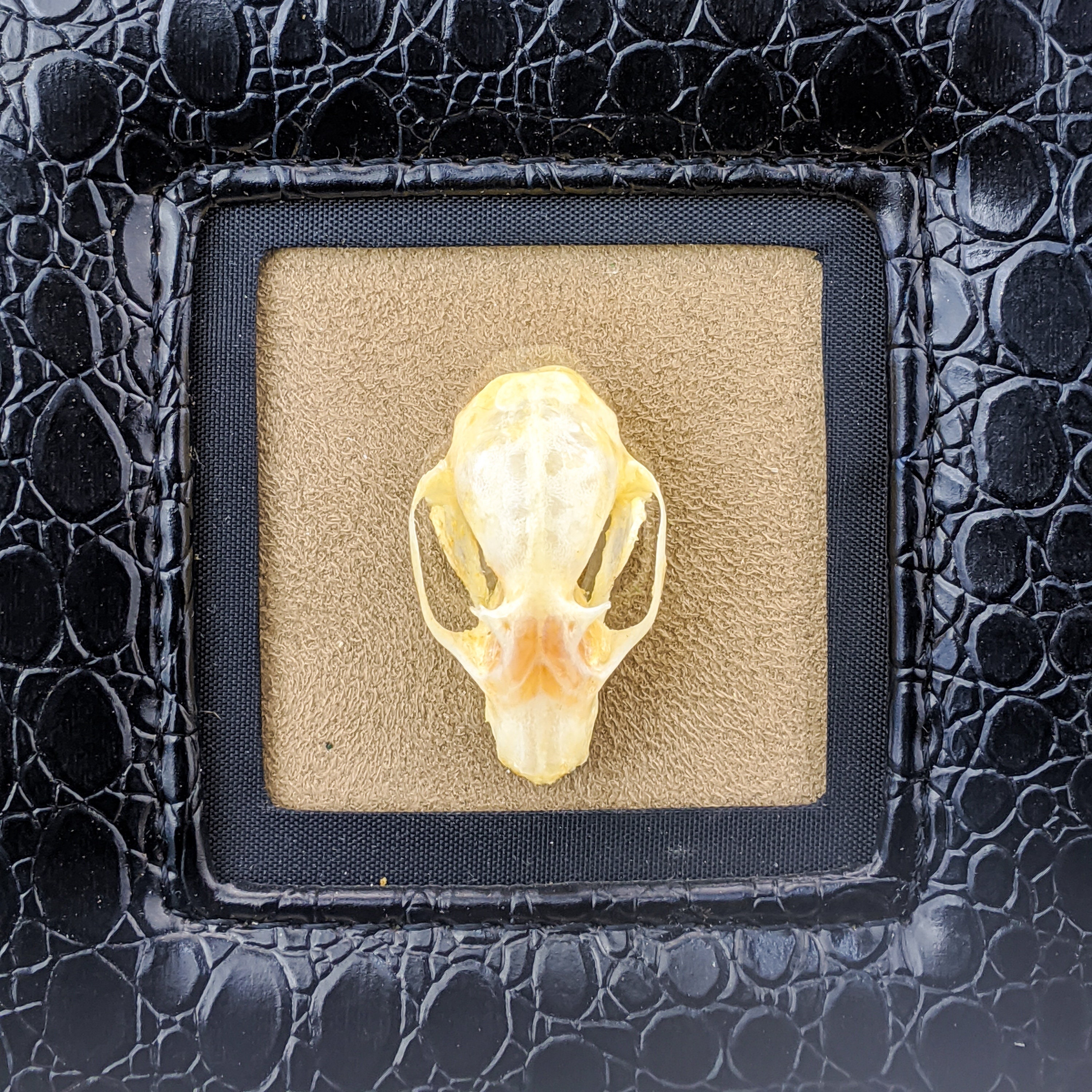 Q53b Taxidermy Real Bat Skull Cynopterus S Fancy Framed | Etsy