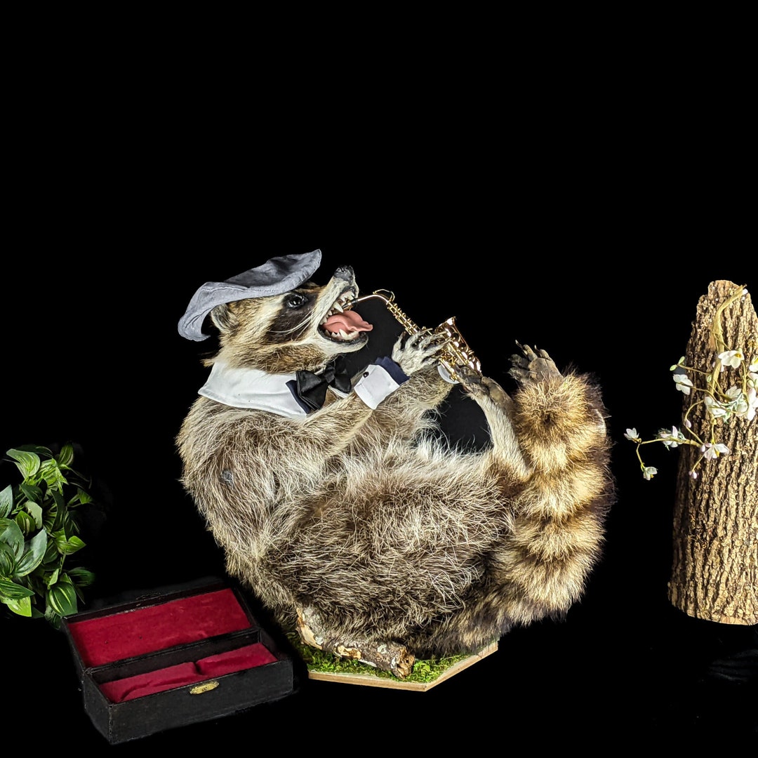 Raccoon Saxophone Player Jazz Taxidermy Oddities Curiosities Collectible Musician Preserved ...