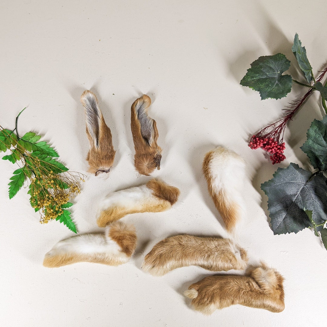 B15Q Matched Rabbit Feet Tail & Ears Taxidermy 1 Set of 7 Real Craft ...