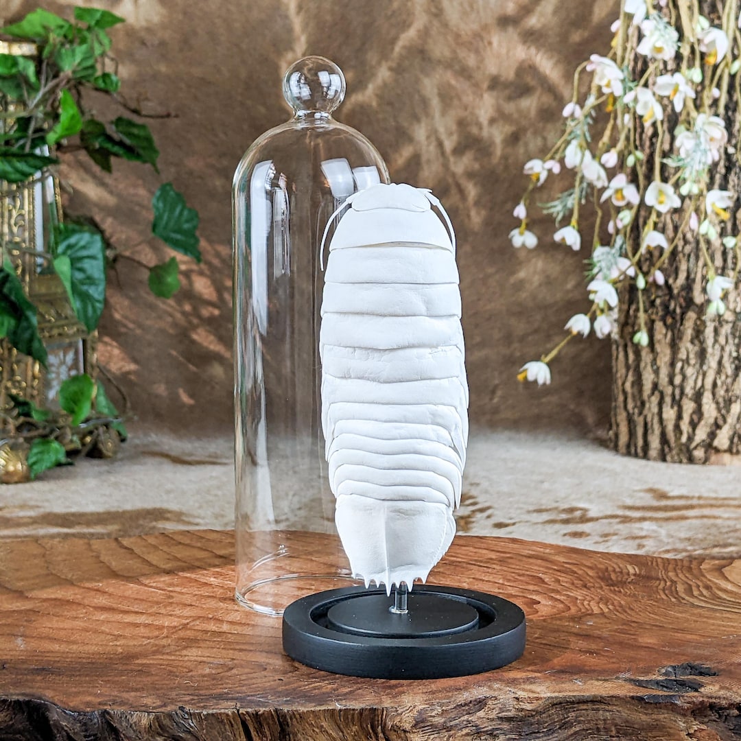 Giant Sea Isopod Glass Dome Display Taxidermy Oddities Curiosities ...