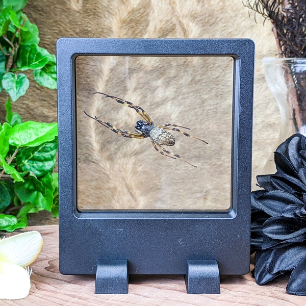 Spider Entomology Display - Etsy