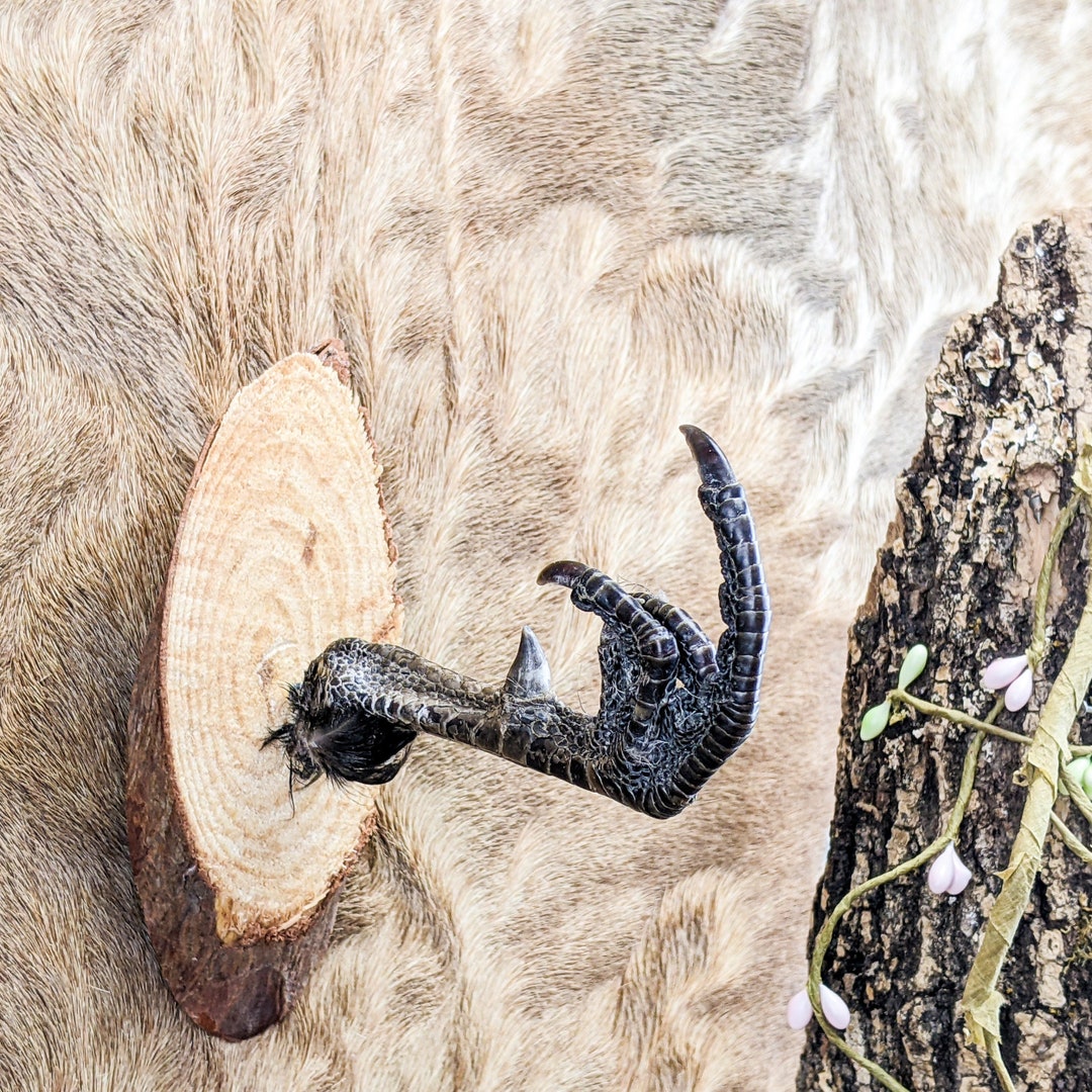 U38E Pheasant Foot Claw Finger Flipping the Bird Taxidermy Oddities ...