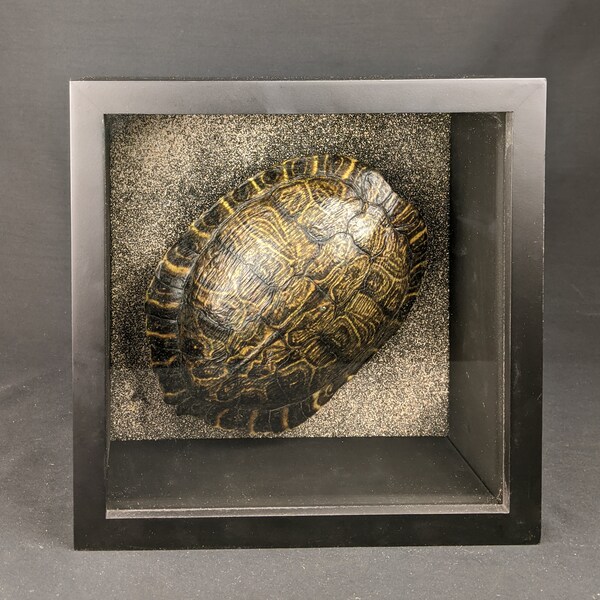 Large Turtle Shell - Etsy