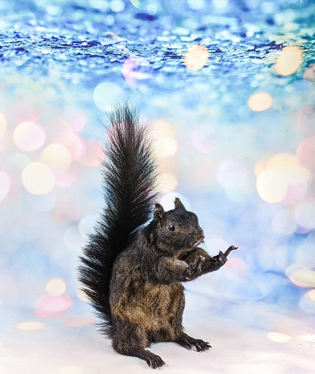Black Squirrel Taxidermy Flipping Bird Giving Finger Curiosities ...