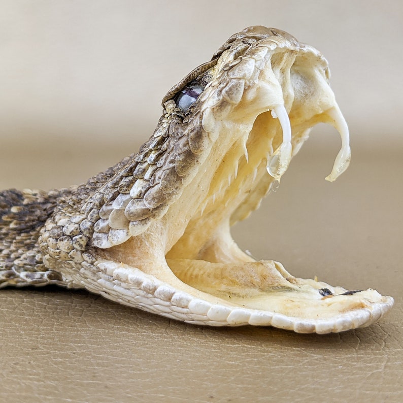 V32a Rattlesnake Snake Head Glass Dome Display Taxidermy - Etsy