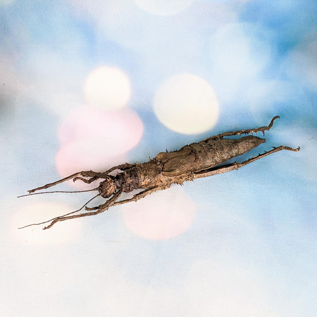 Prickly Walking Stick Bug Large and Rare Specimen Haaniela Echinata ...