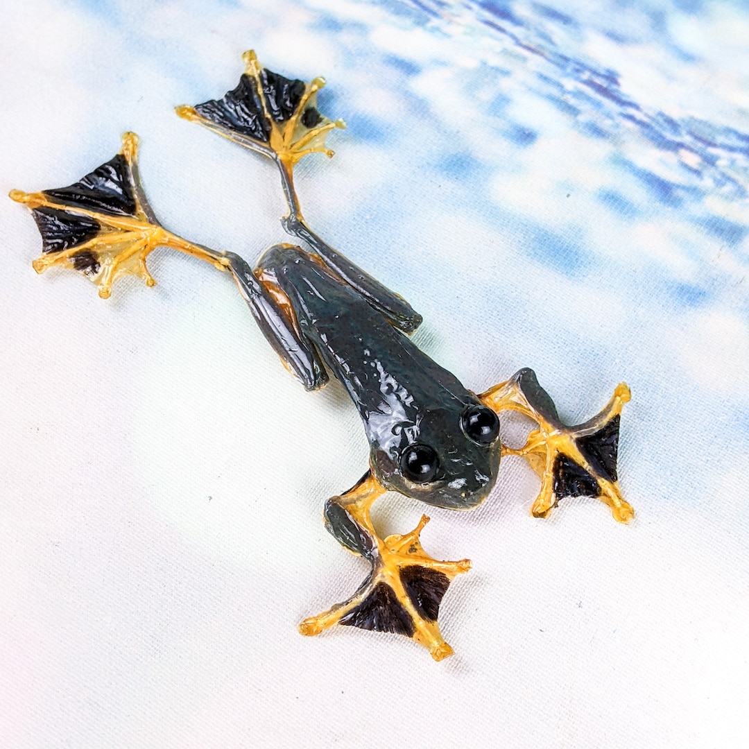Black Webbed Tree Frog Taxidermy Amphibian Curiosities Oddities ...
