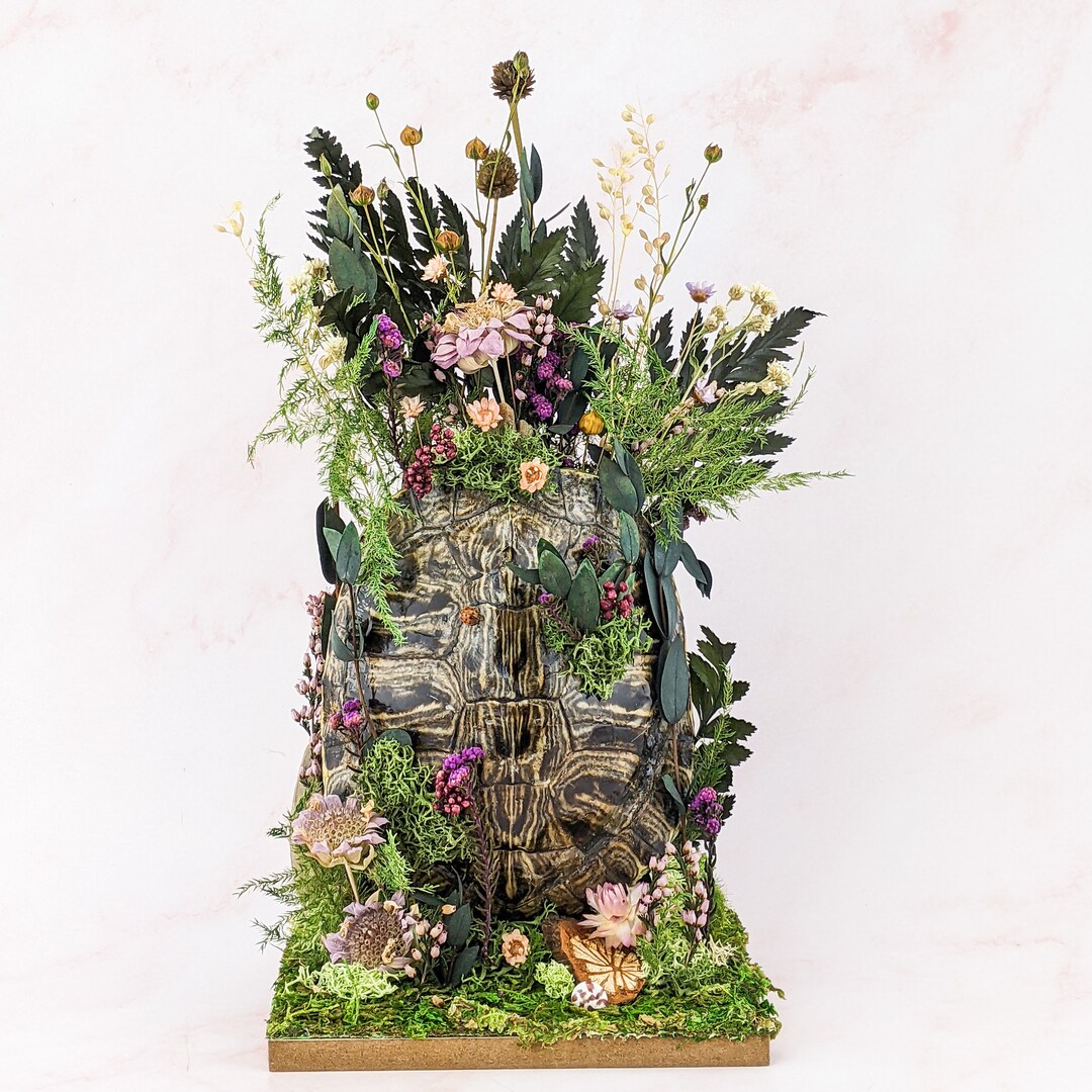 P8e Red Eared Slider Turtle Shell Stand Display Taxidermy Curiosities ...