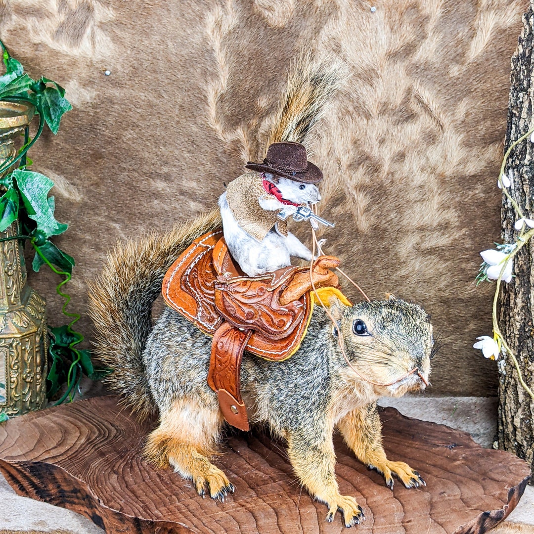 Cowboy Mouse Riding Real Squirrel Cute Taxidermy Oddities Curiosities ...