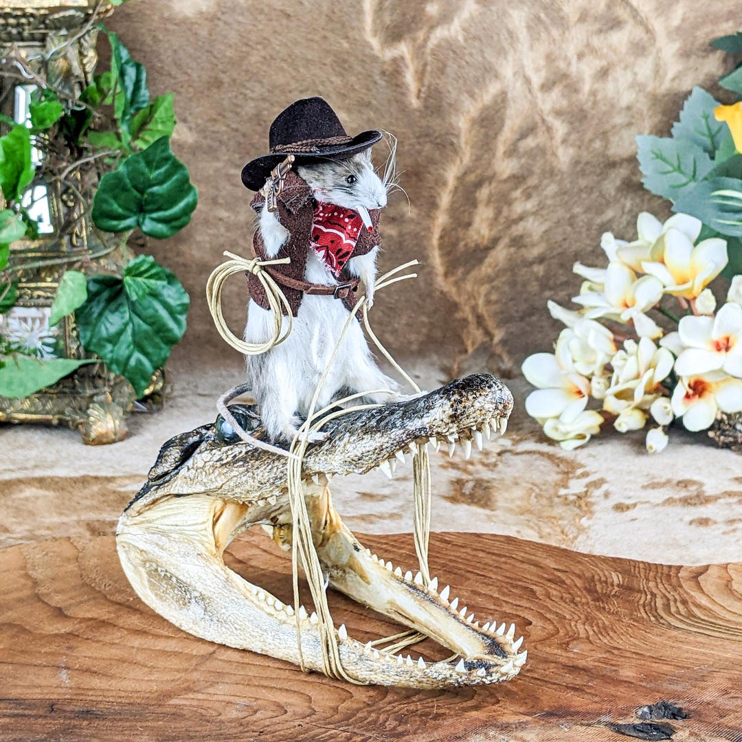 Cowboy Mouse Alligator Adventure Display Taxidermy Curiosity Oddity ...