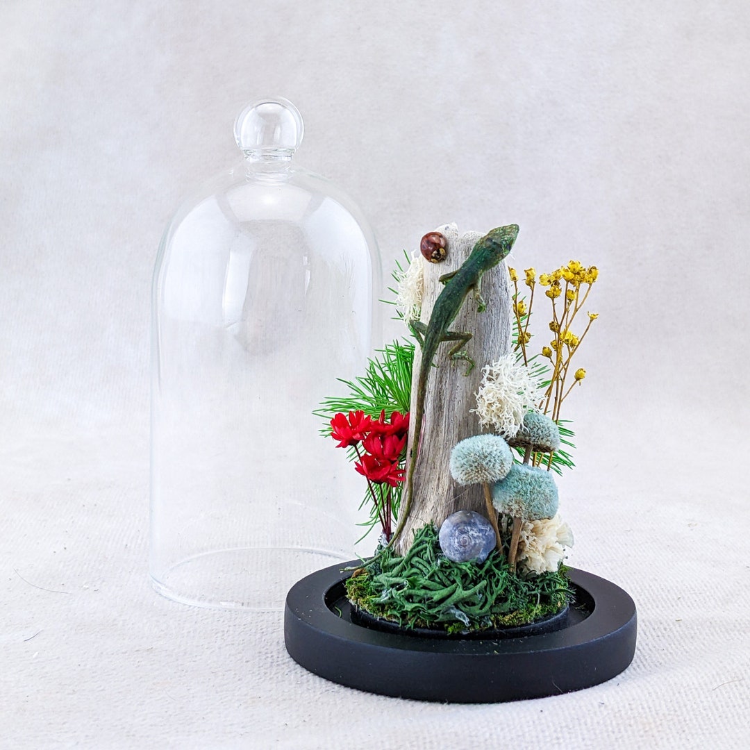 Anole Lizard Glass Dome Display Oddities Curiosities Specimen ...