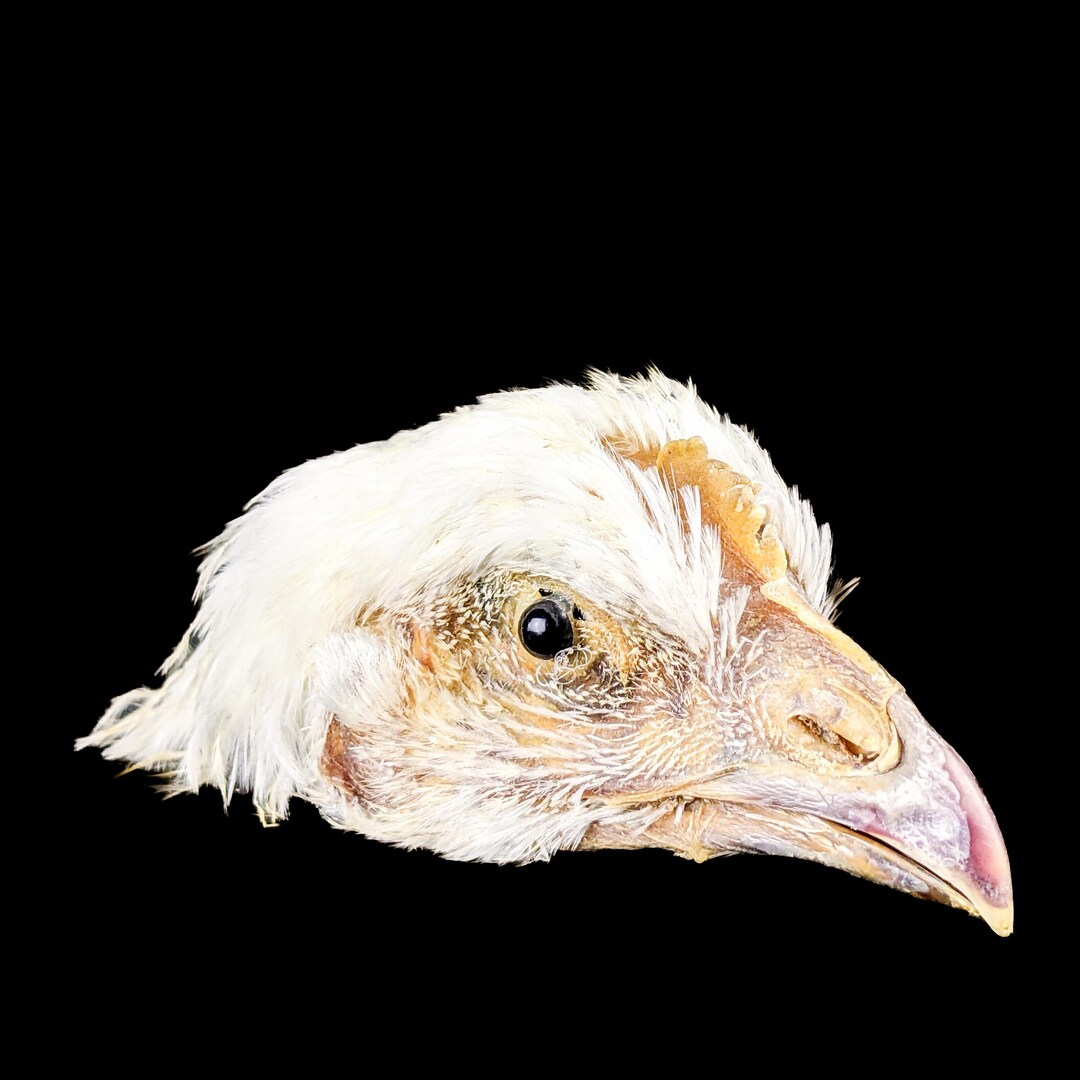 Chicken Rooster Head Mount Specimen Taxidermy Crafts Crafting Oddities ...