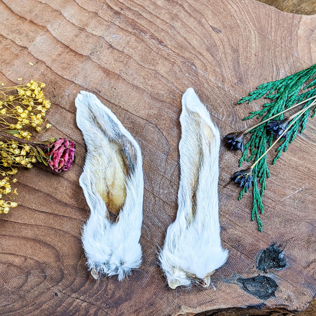 RE10 Pair 3 3/4-4 Bunny Rabbit Ears Specimen Taxidermy Oddities ...