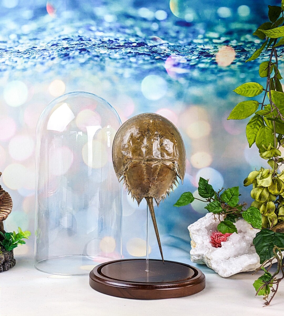 W79H Horseshoe Crab Collectible Glass Dome Display Taxidermy Specimen ...