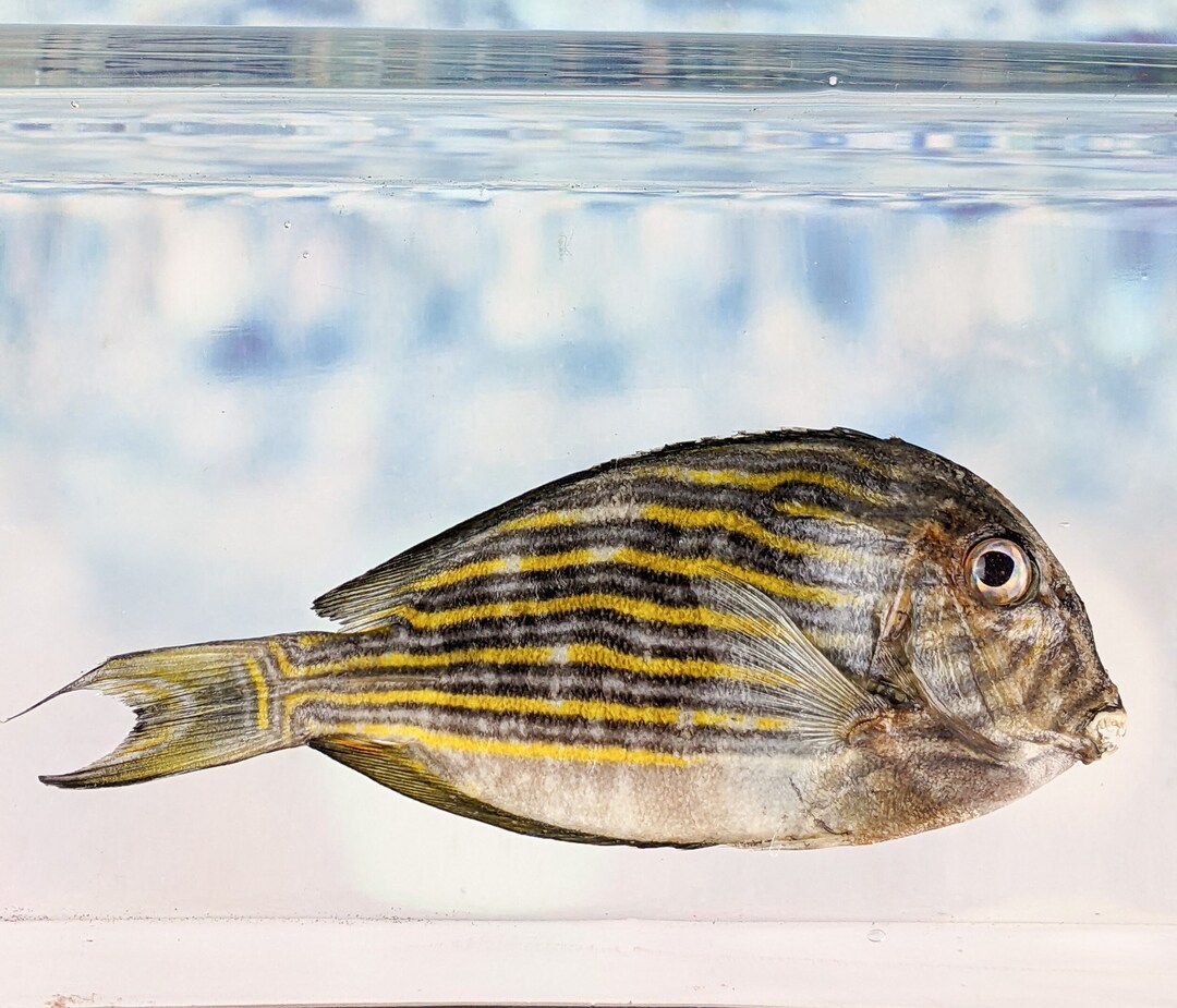 Fsh7 Striped Surgeon Fish Specimen Taxidermy Collectible Educational ...