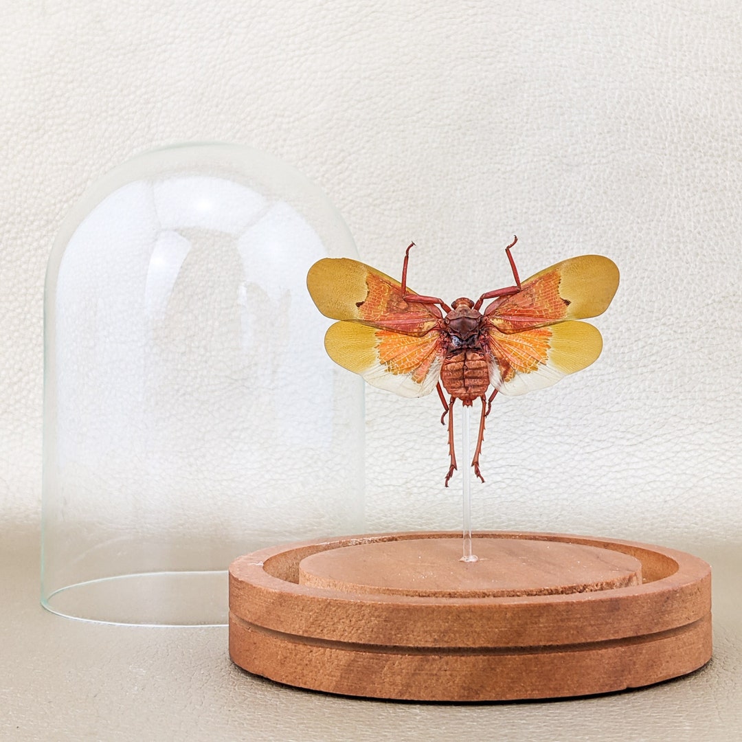 Plant Hopper Specimen Glass Dome Display Entomology Taxidermy Insect ...