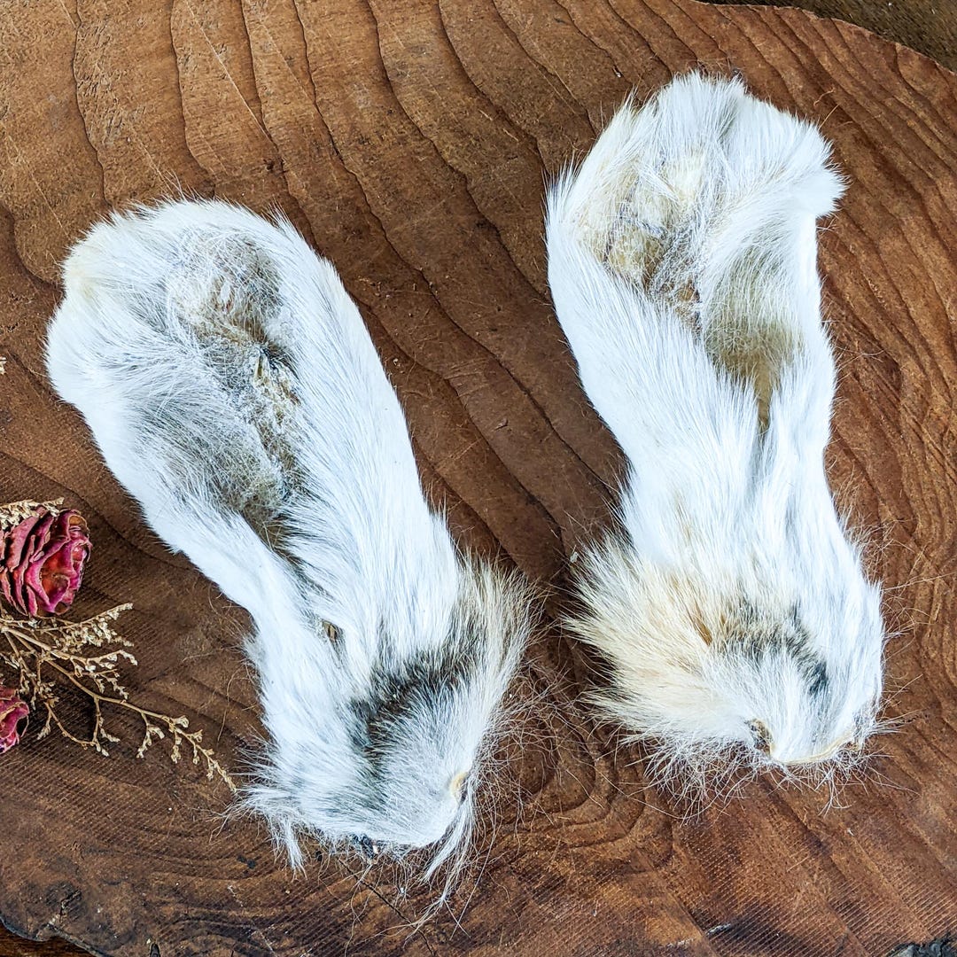 Bunny Rabbit Ears Specimen Taxidermy 5" Taxidermy Oddities Curiosities ...
