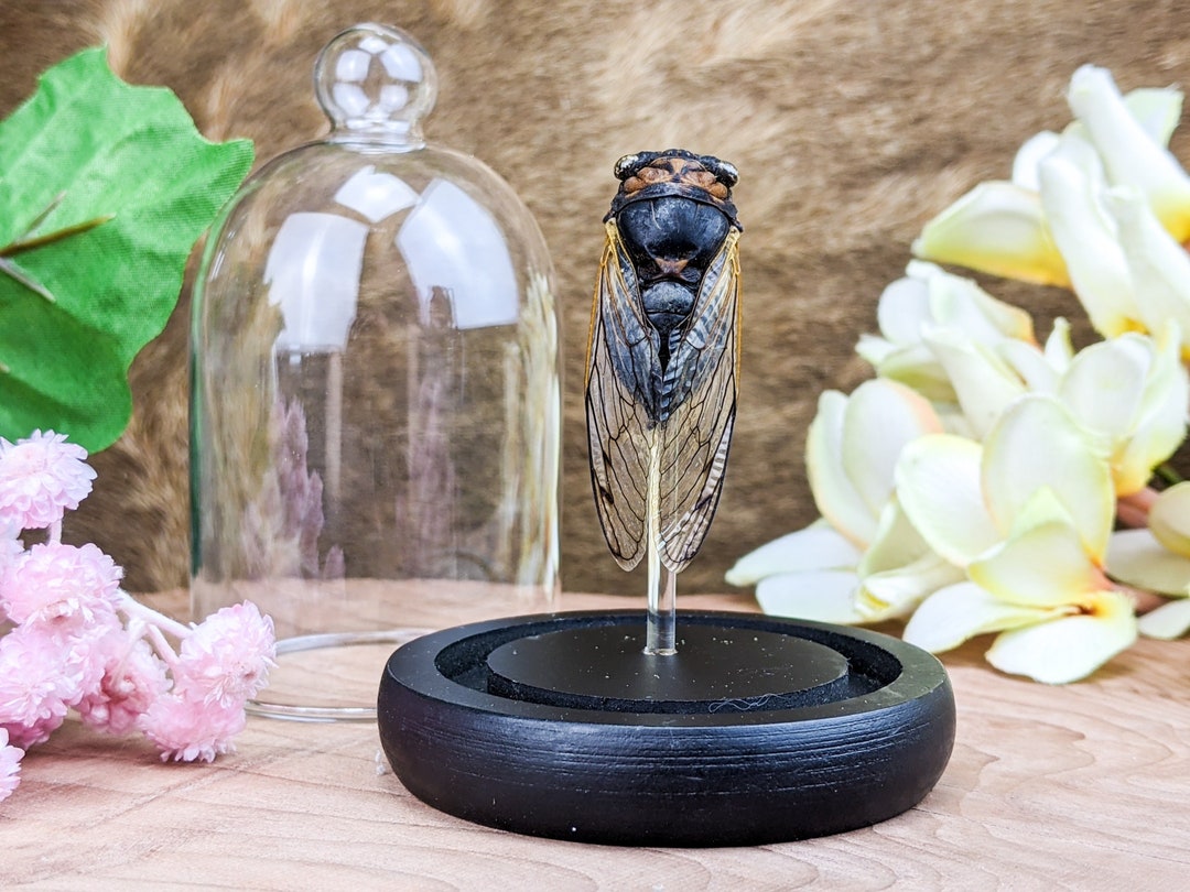 Locust Cicada Glass Dome Display Taxidermy Entomology Insect Bug ...
