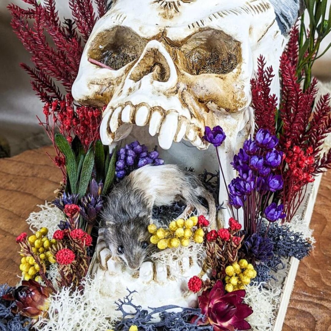 Mouse & Skull (faux) Scene Display Oddities Curiosities Decor ...