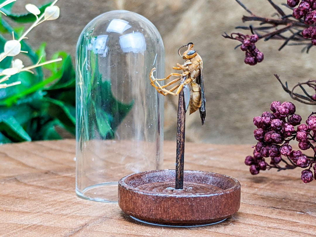 A39D Red Wasp Glass Dome Display Insect Entomology Taxidermy Oddities ...