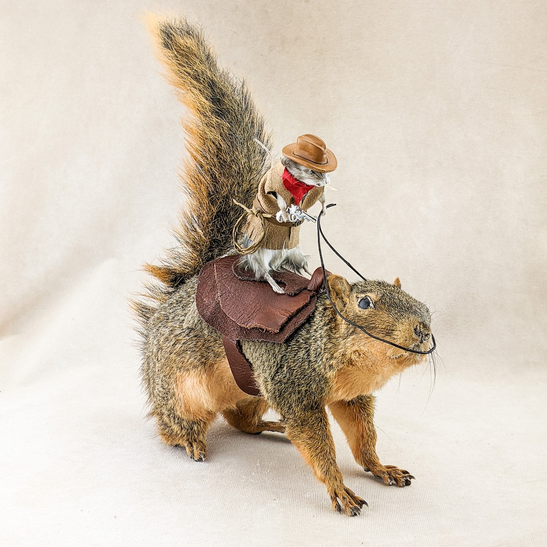 L44m Cowboy Mouse Riding Real Squirrel Cute Taxidermy Oddities ...