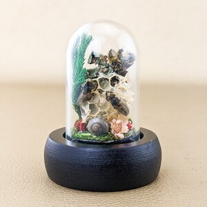 W194e Honey Bee Bees Comb Glass Dome Display Entomology Taxidermy ...