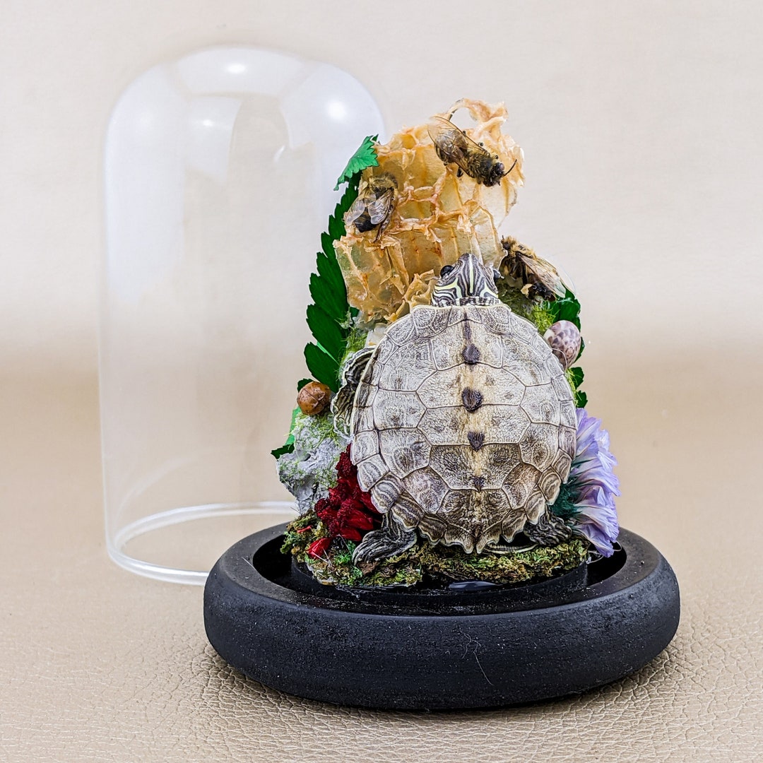 W20b Real Red Eared Slider Turtle ,bees & Hive Taxidermy Glass Dome ...