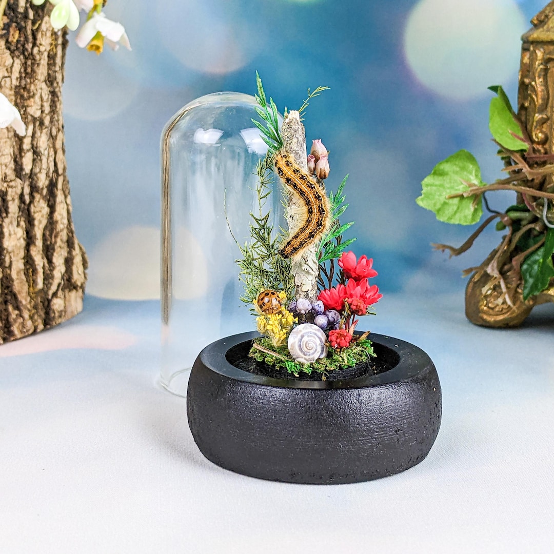 Tent Caterpillar Glass Dome Display Oddities Curiosity Collectible ...
