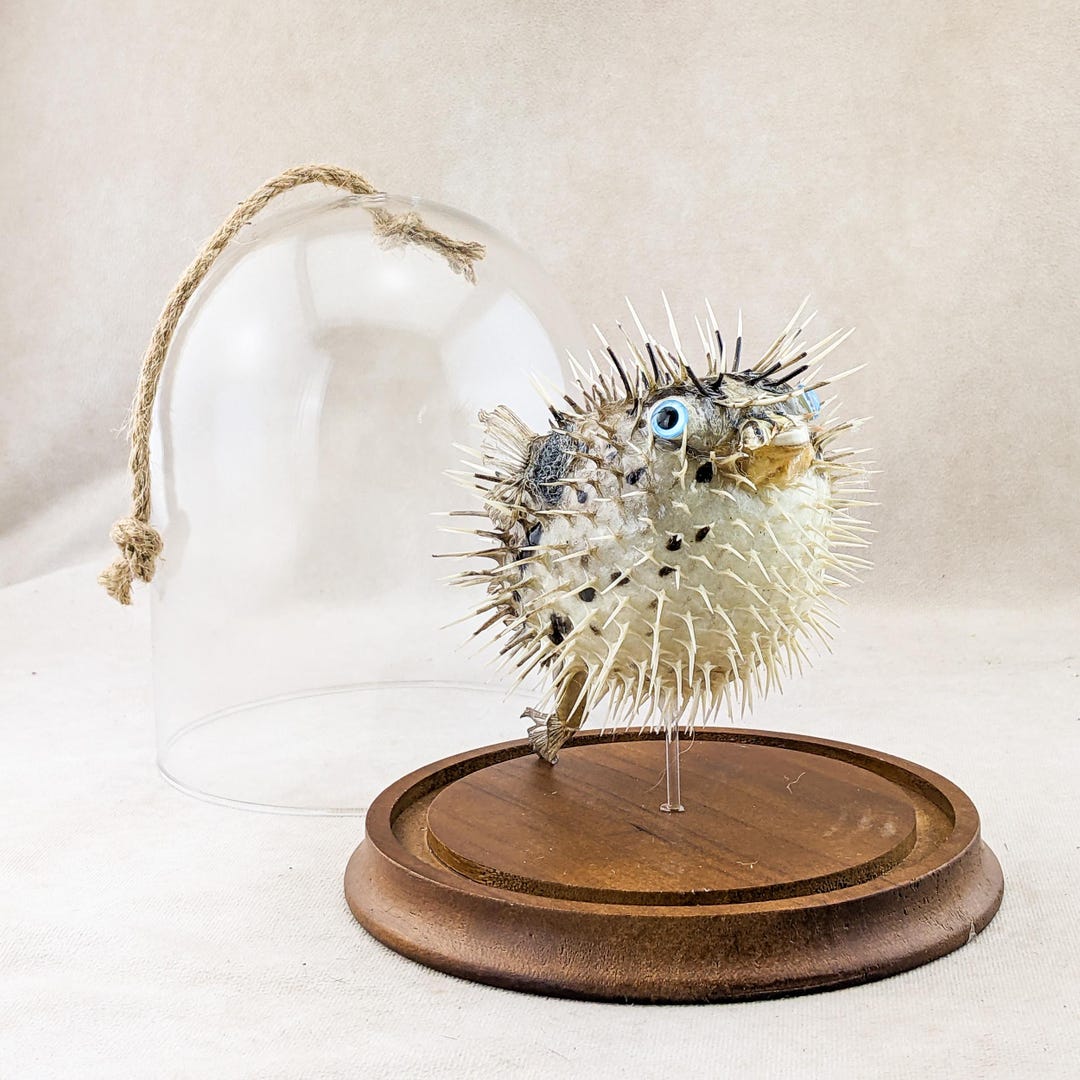Spikey Puffer Blowfish Porcupine Fish Dome Taxidermy Oddities ...